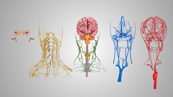 modelo 3d Anatomía completa de la cabeza humana - TurboSquid 1925680