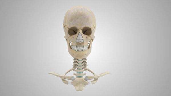 modelo 3d Anatomía completa de la cabeza humana - TurboSquid 1925680