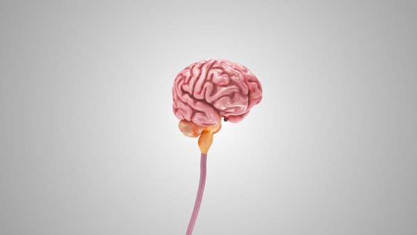 modelo 3d Anatomía completa de la cabeza humana - TurboSquid 1925680