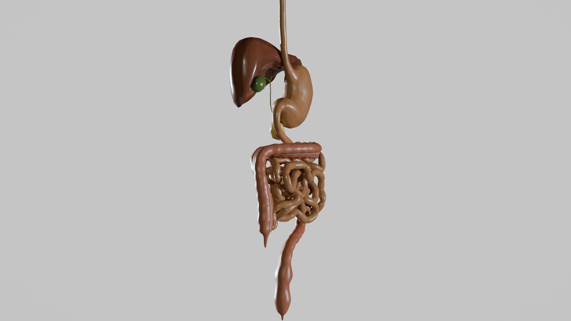 3D Mid Poly Digestive System Model - TurboSquid 2189169
