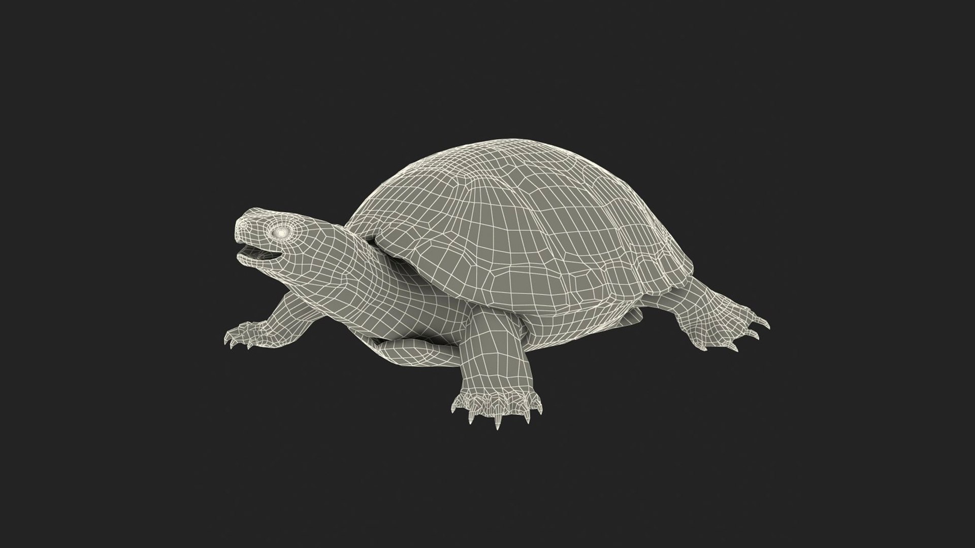 Turtles Collection 4 model - TurboSquid 2127090
