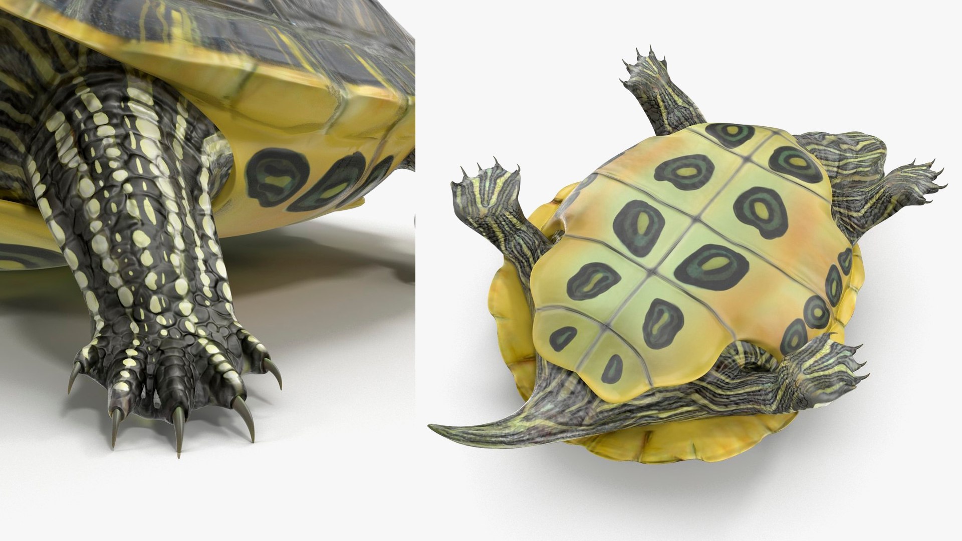 Turtles Collection 4 model - TurboSquid 2127090