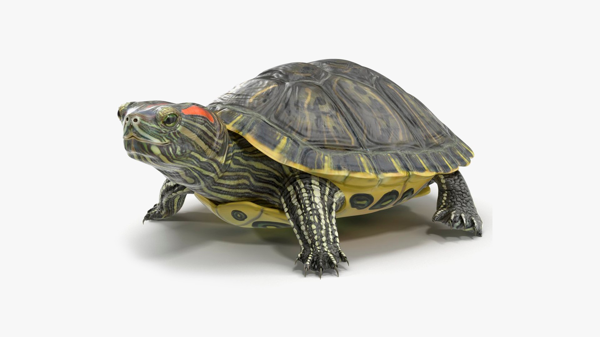 Turtles Collection 4 model - TurboSquid 2127090