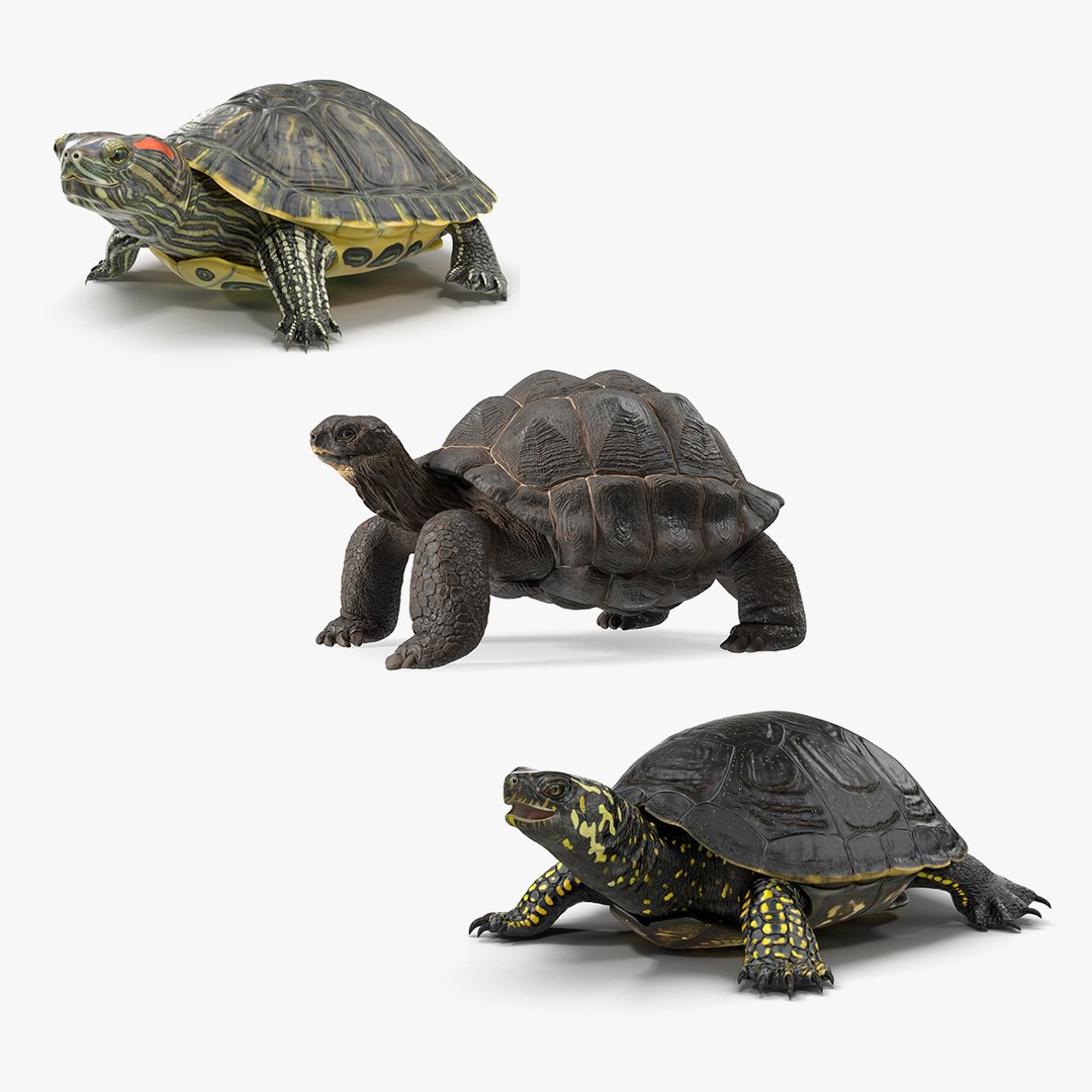 Turtles Collection 4 model - TurboSquid 2127090