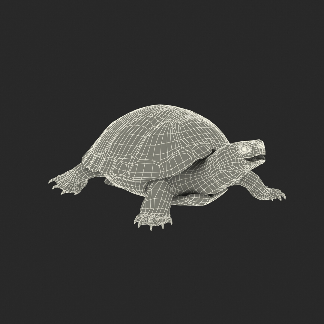 Turtles Collection 4 model - TurboSquid 2127090