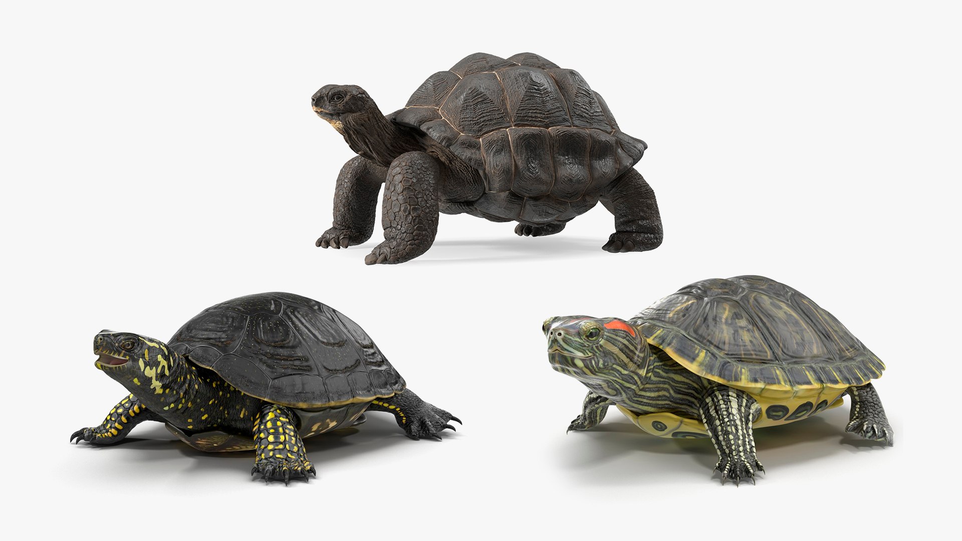 Turtles Collection 4 model - TurboSquid 2127090