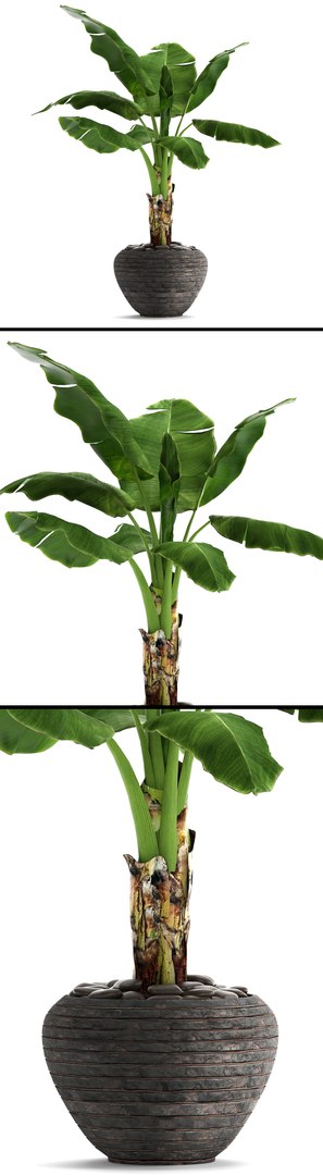 3D Banana Tree Model - TurboSquid 1160376