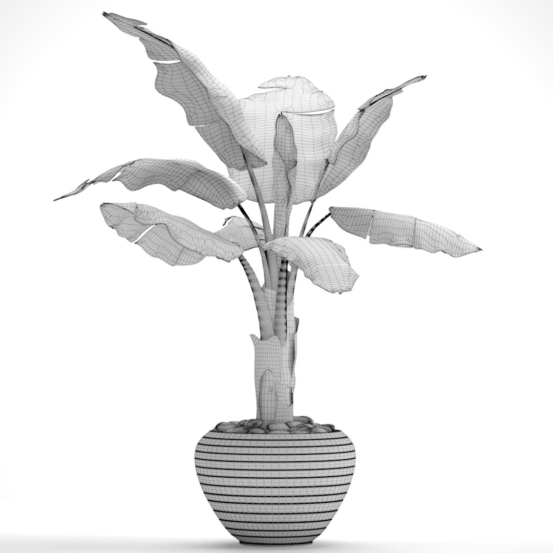 3D Banana Tree Model - TurboSquid 1160376