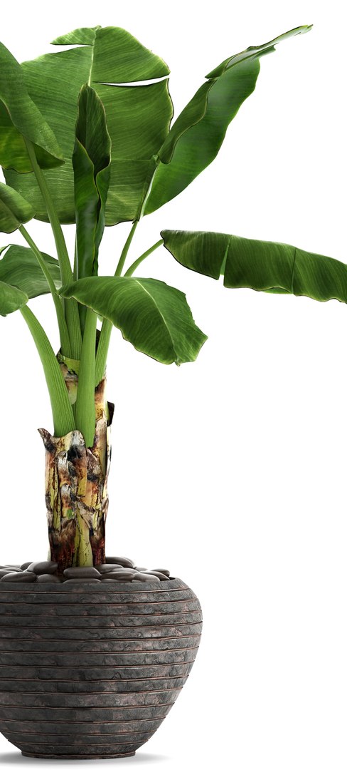 3D Banana Tree Model - TurboSquid 1160376