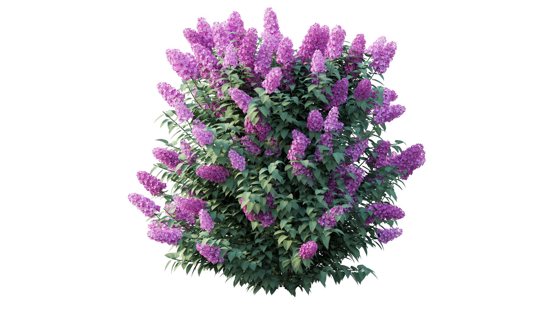 3D Model Dwarf Lilac Plant Set - TurboSquid 1607305