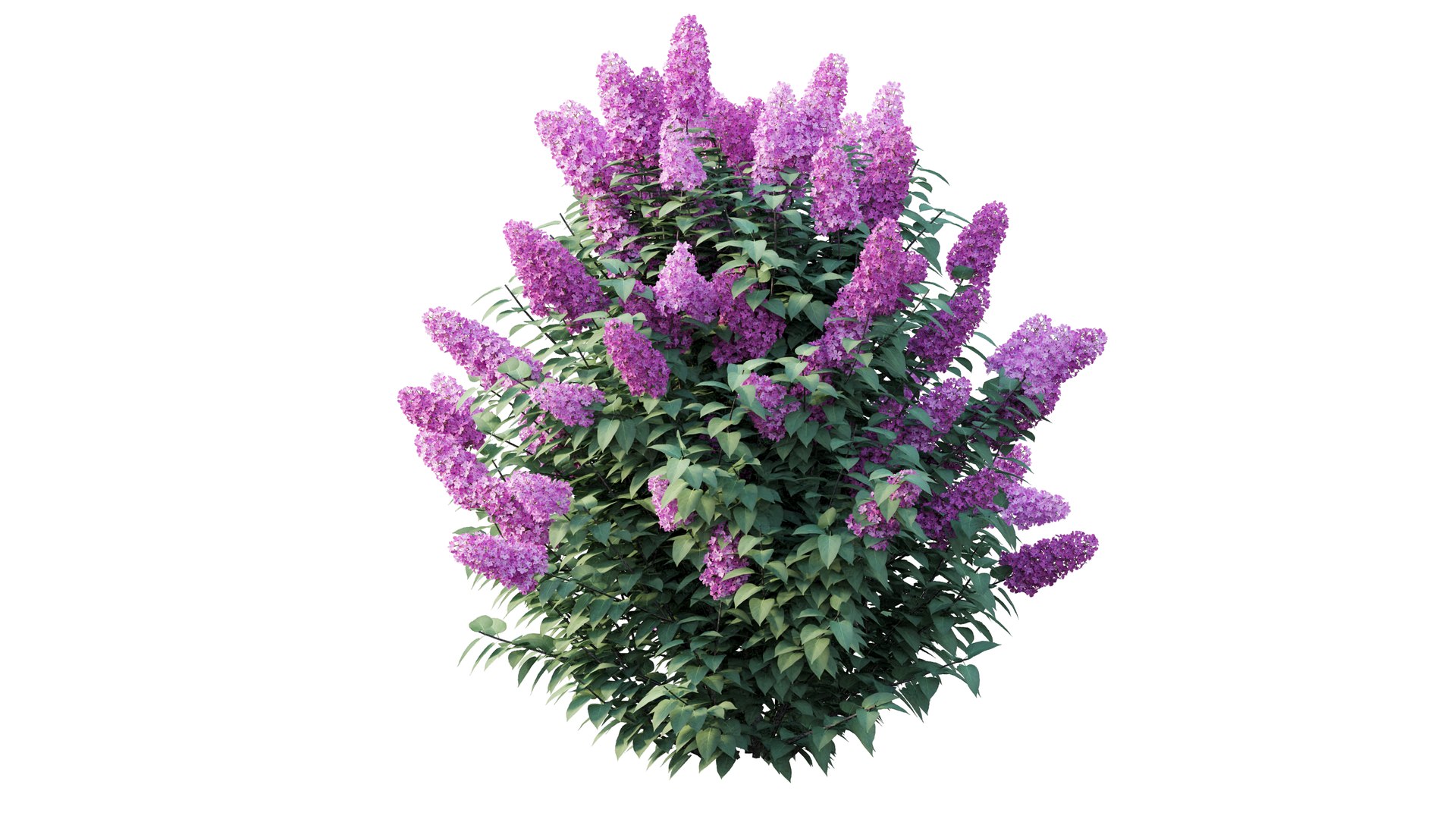3D Model Dwarf Lilac Plant Set - TurboSquid 1607305
