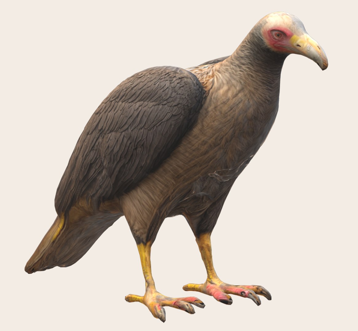 Vulture - TurboSquid 2270224