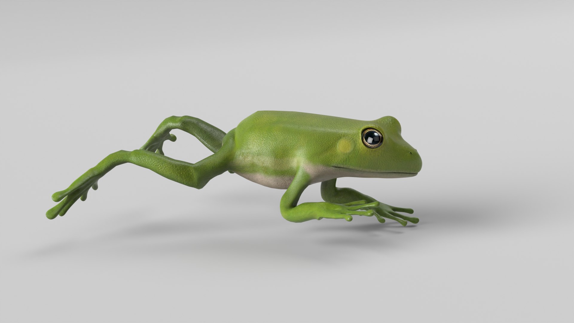 Green Tree Frog Animated 3D Model - TurboSquid 2185123
