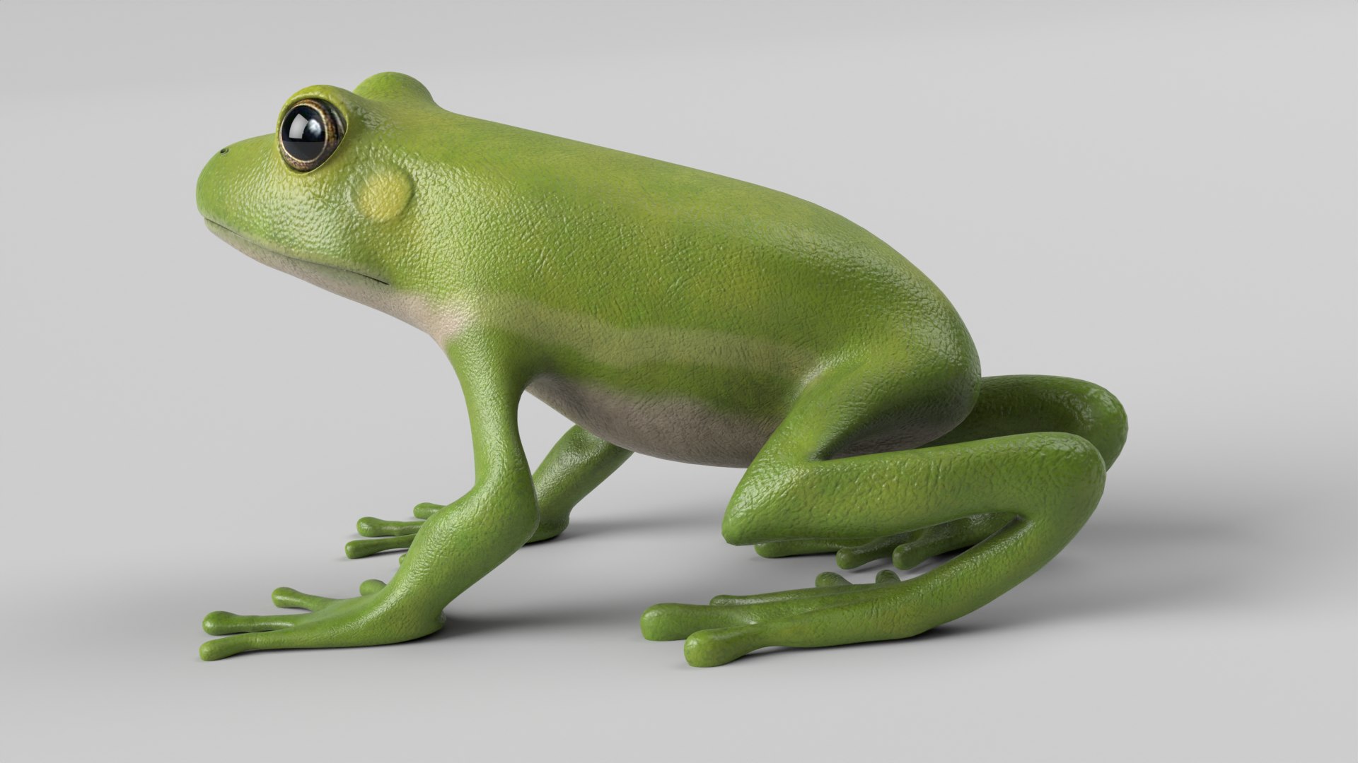 Green Tree Frog Animated 3D Model - TurboSquid 2185123