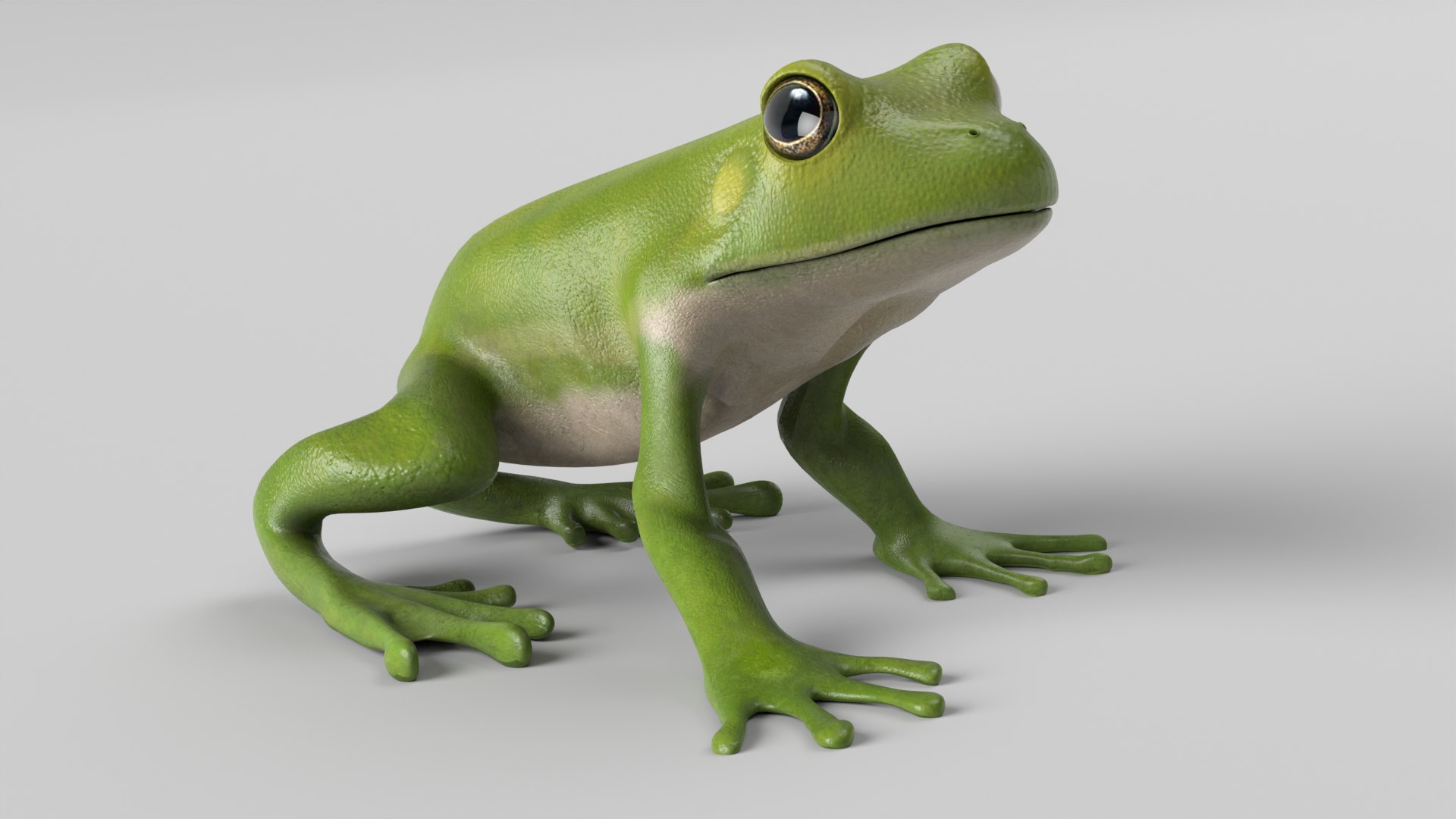 Green Tree Frog Animated 3D Model - TurboSquid 2185123