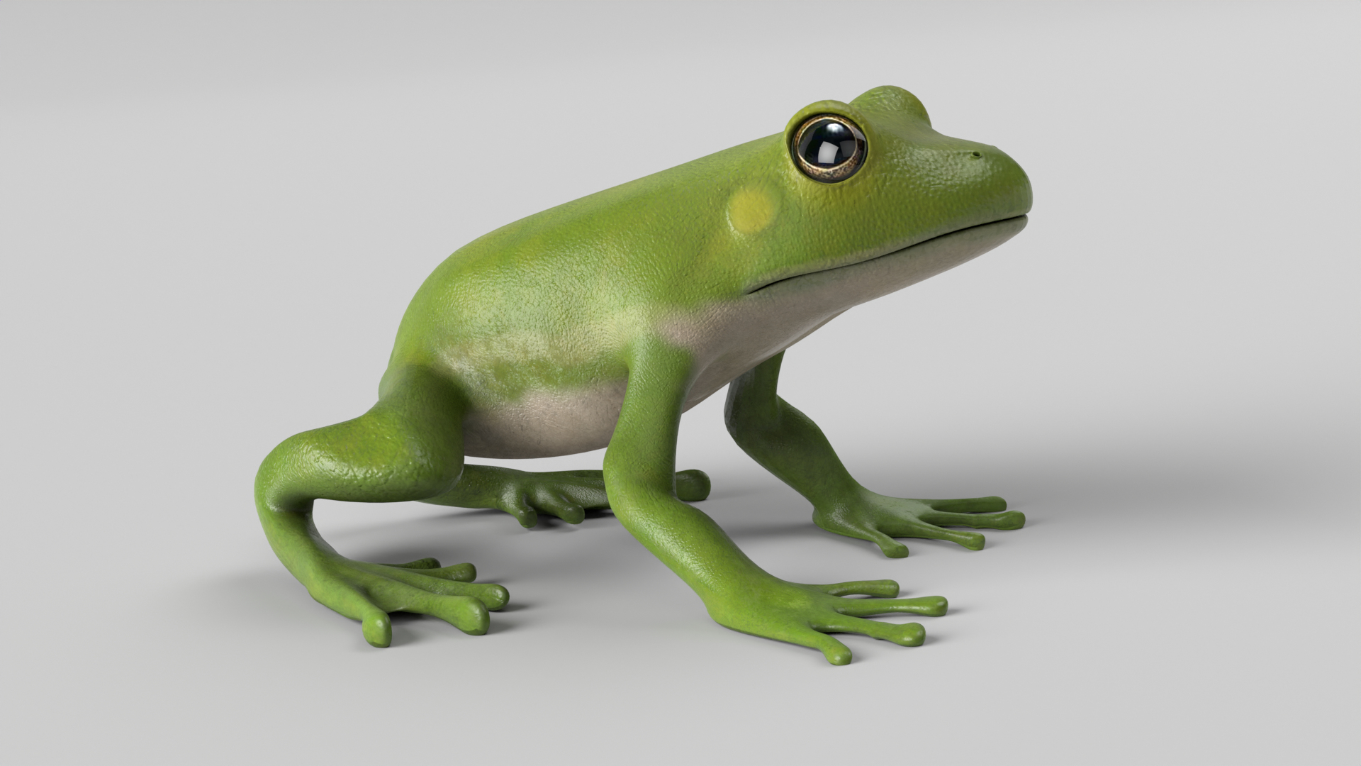 Green Tree Frog Animated 3D Model - TurboSquid 2185123