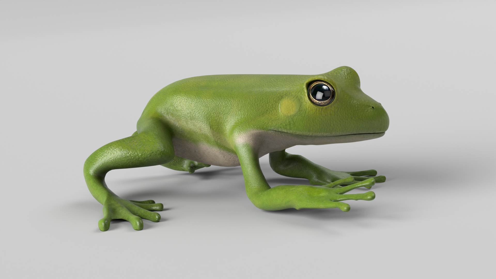 Green Tree Frog Animated 3D Model - TurboSquid 2185123