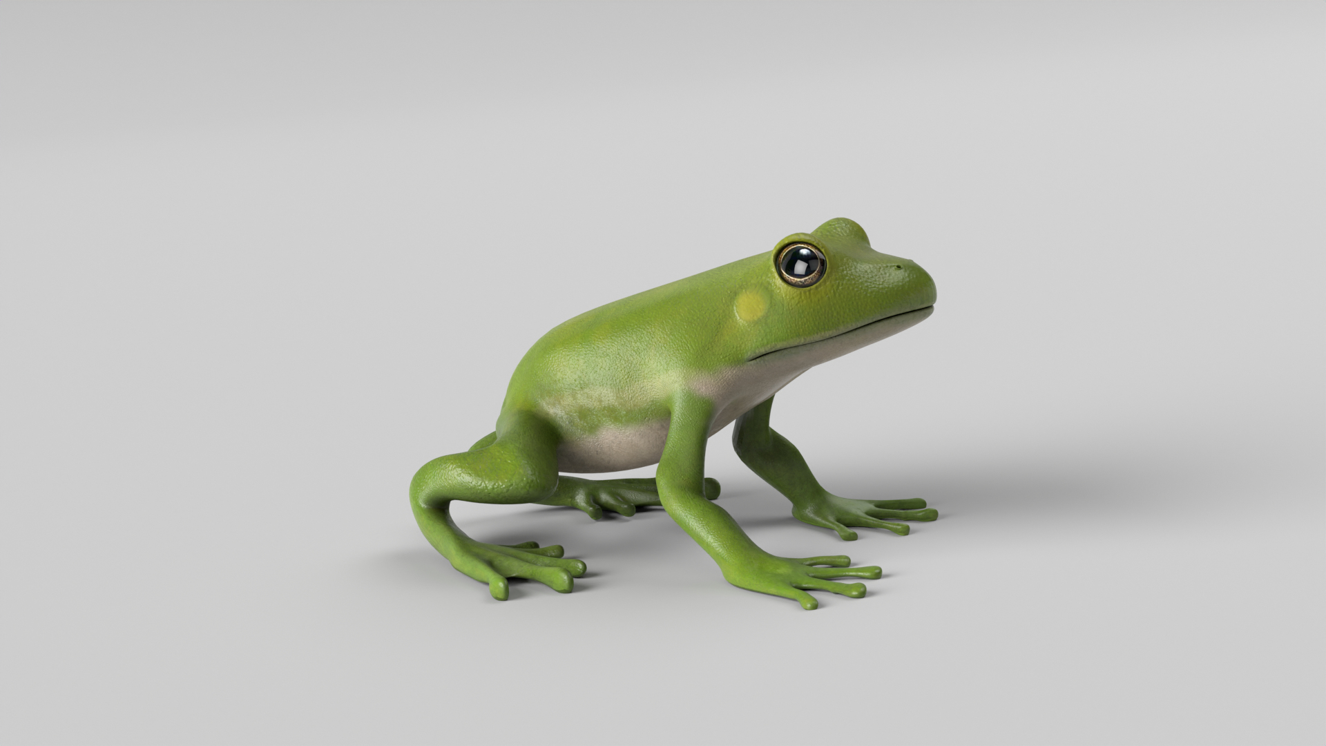 Green Tree Frog Animated 3D Model - TurboSquid 2185123