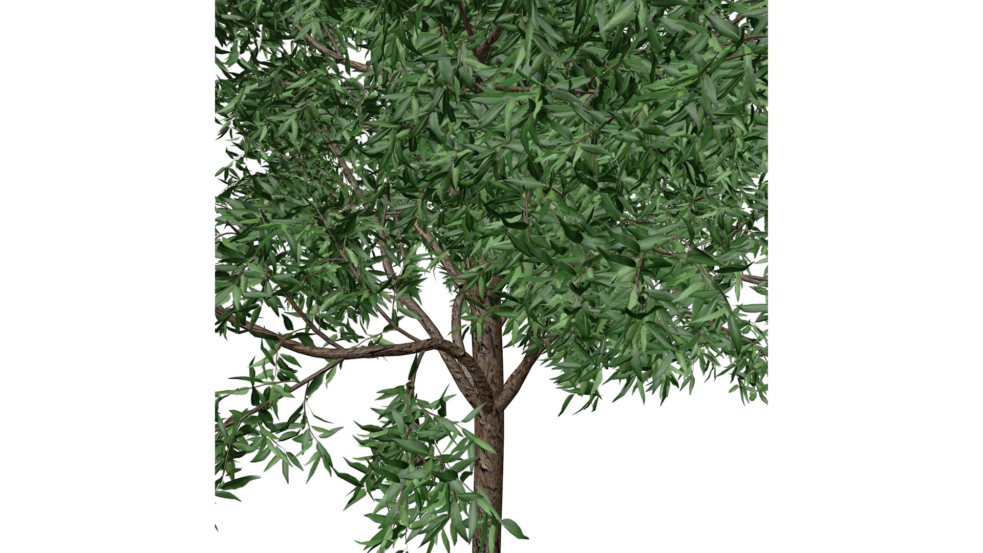 3D Model Flooded Gum Tree - 07 - - TurboSquid 2375884