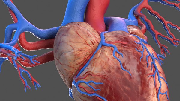 3D human heart bronchi - TurboSquid 1468289