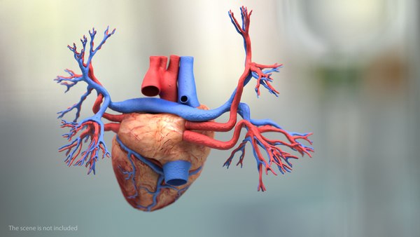 3D human heart bronchi - TurboSquid 1468289