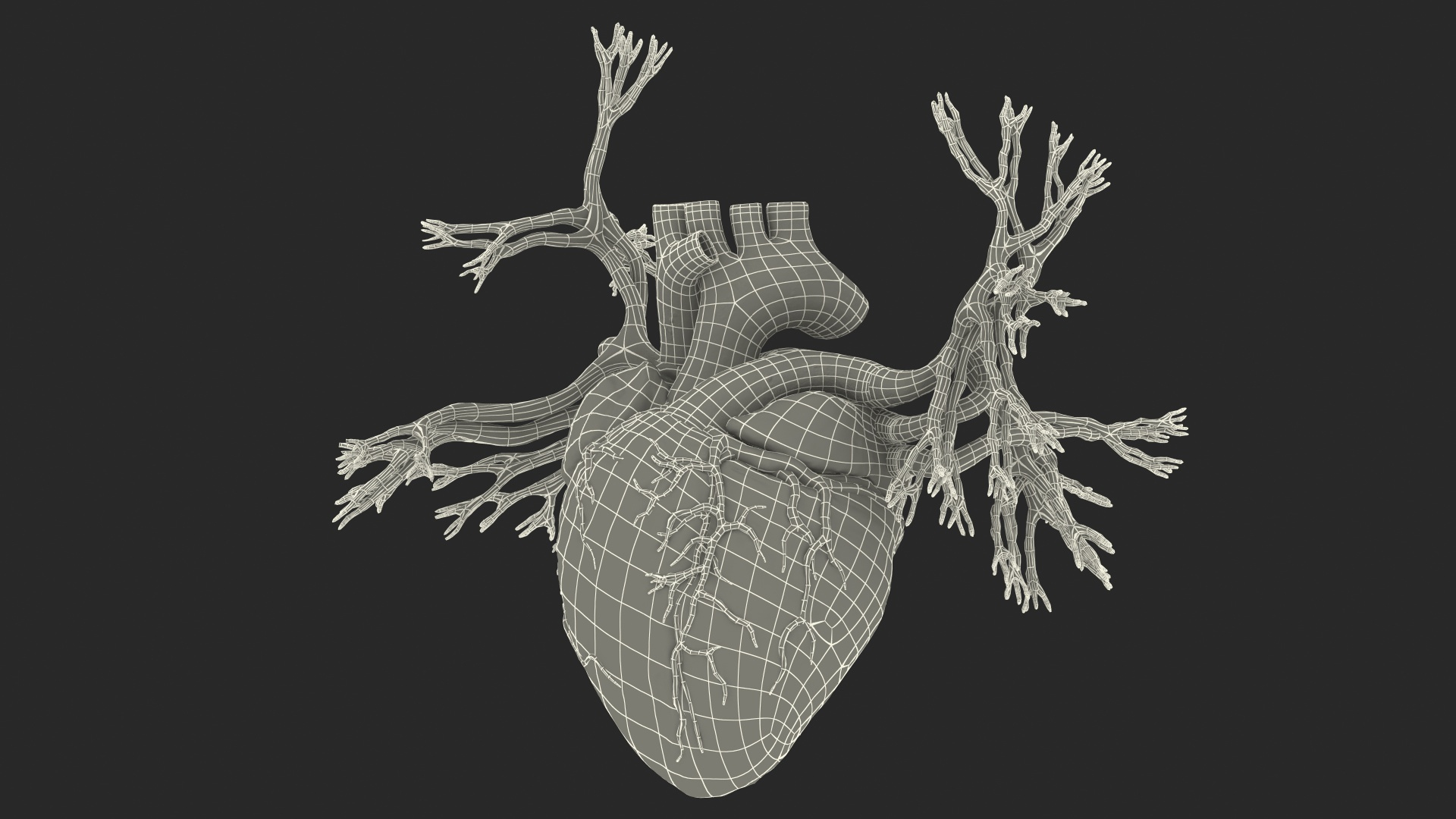 3D Human Heart Bronchi - TurboSquid 1468289