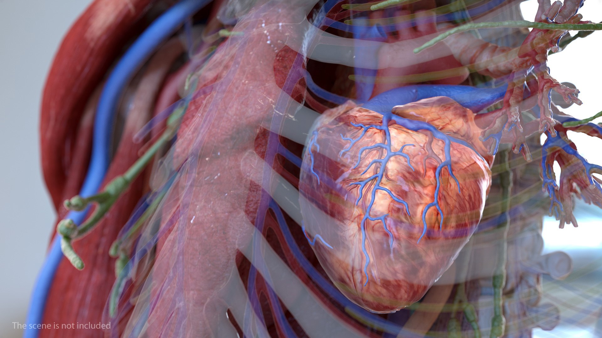 3D human heart bronchi - TurboSquid 1468289