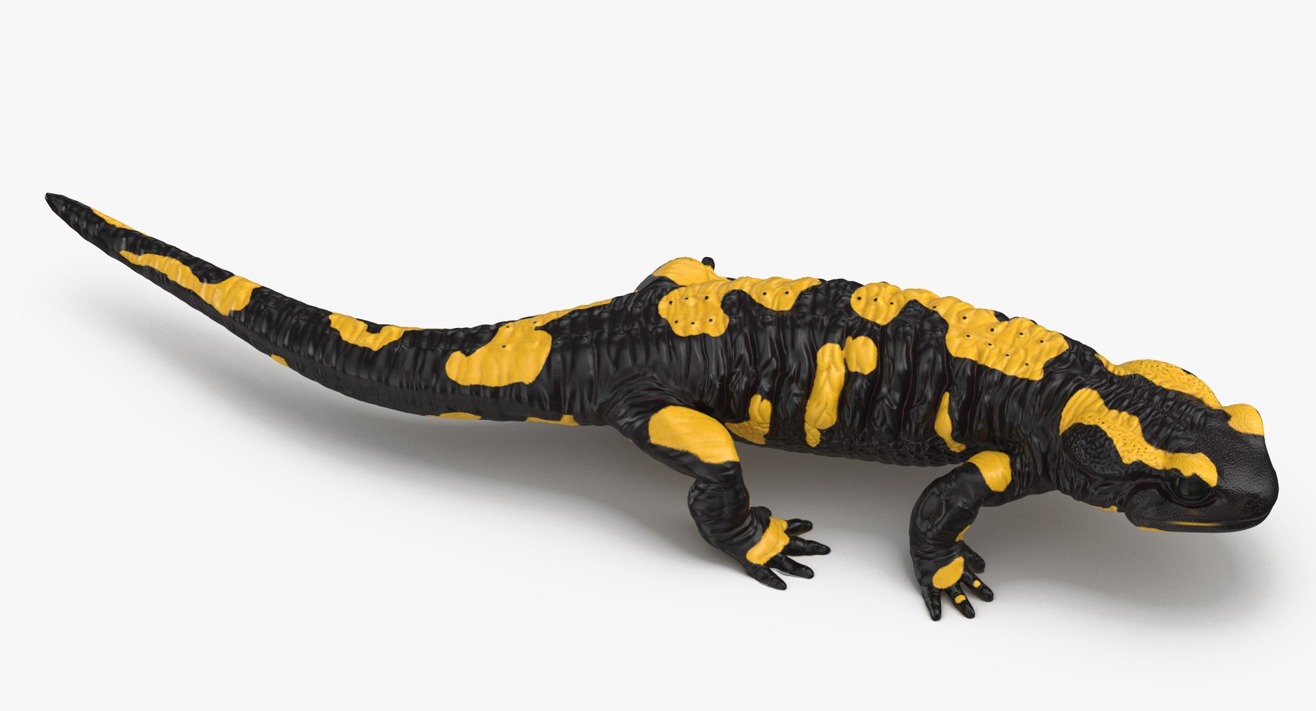 Salamander poses 3D model - TurboSquid 1391009