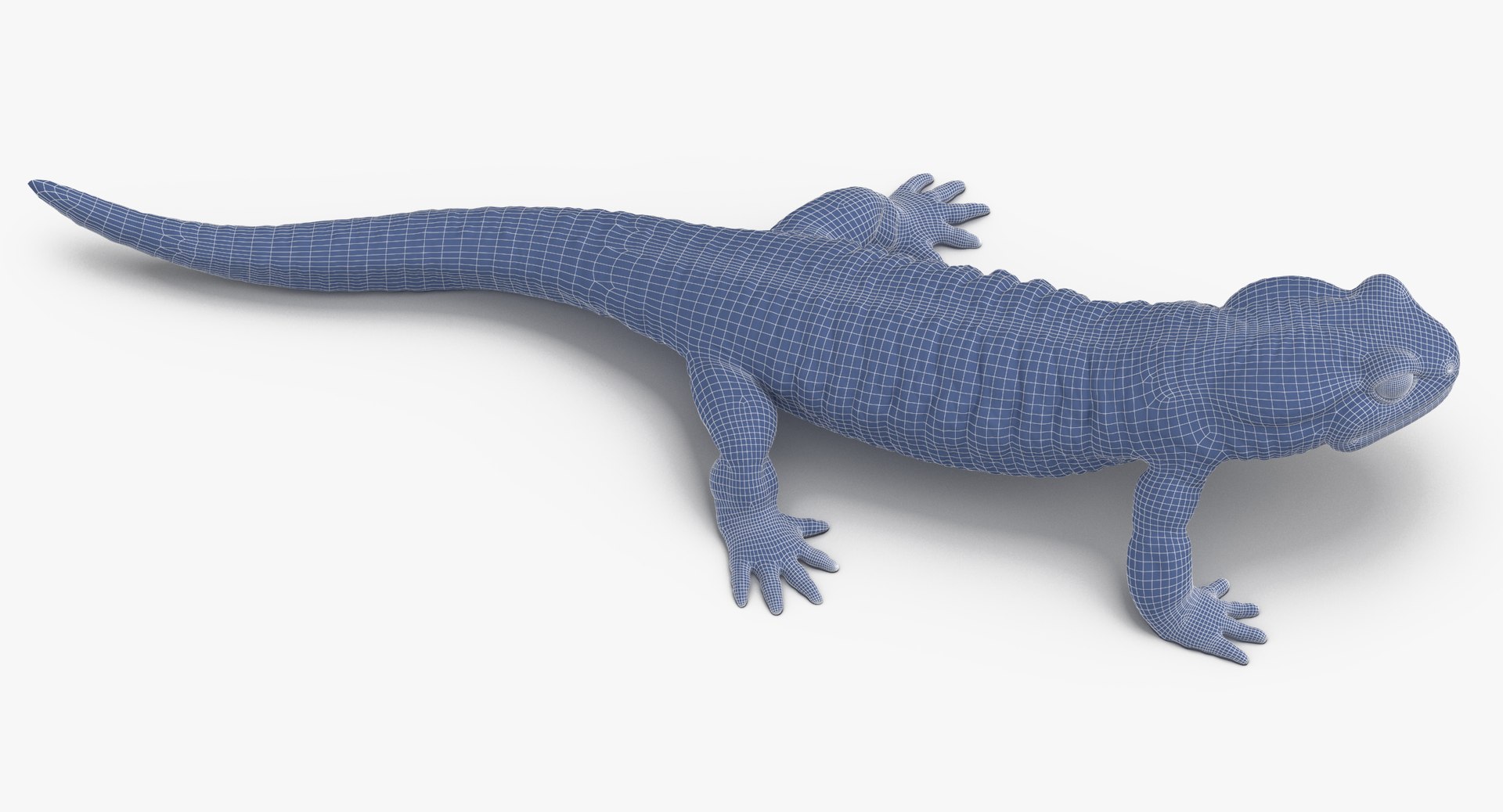 Salamander poses 3D model - TurboSquid 1391009