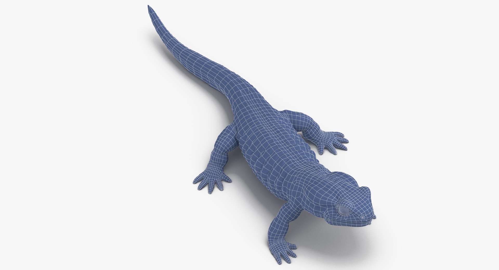 Salamander poses 3D model - TurboSquid 1391009