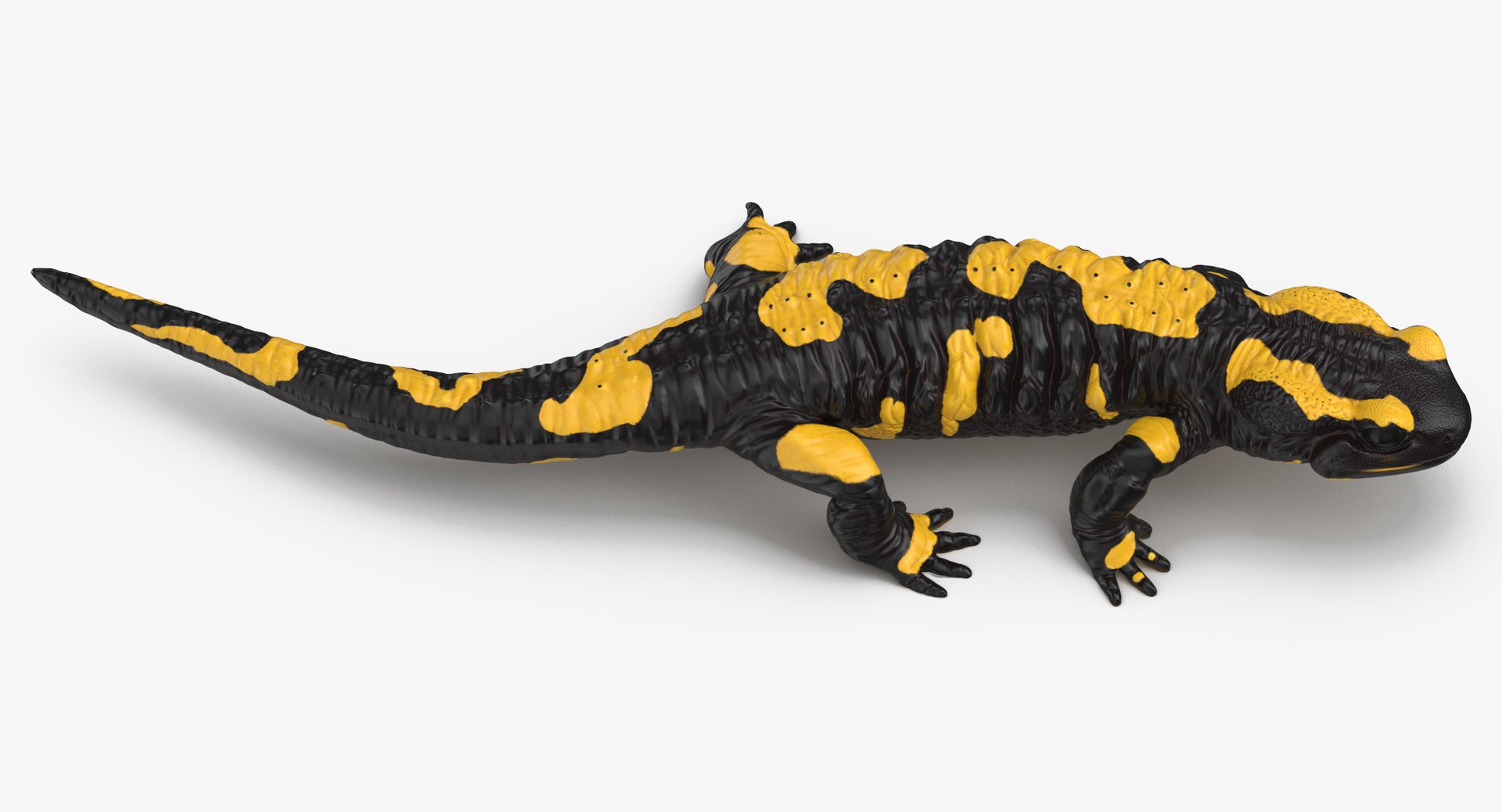 Salamander poses 3D model - TurboSquid 1391009