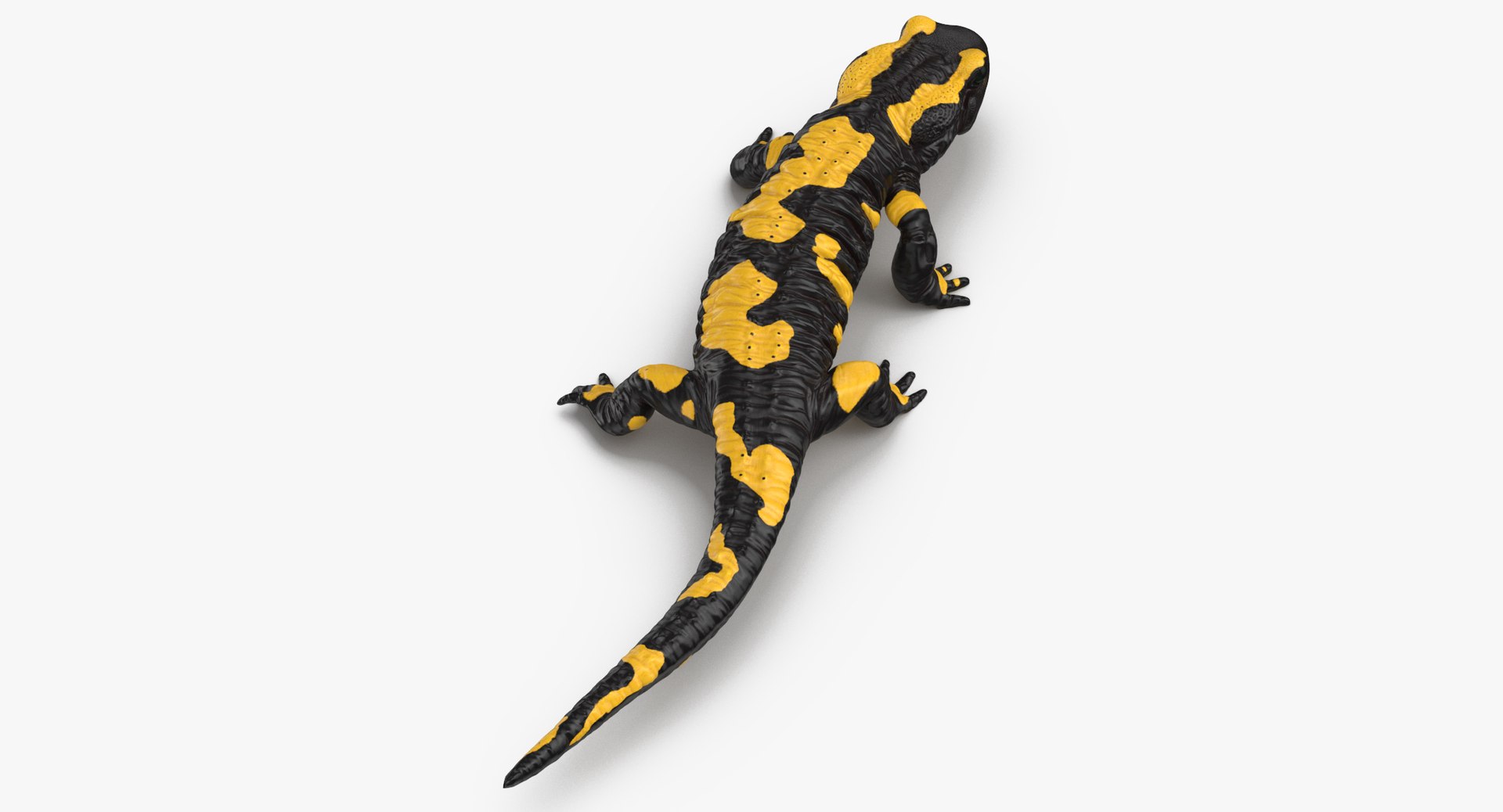 Salamander poses 3D model - TurboSquid 1391009