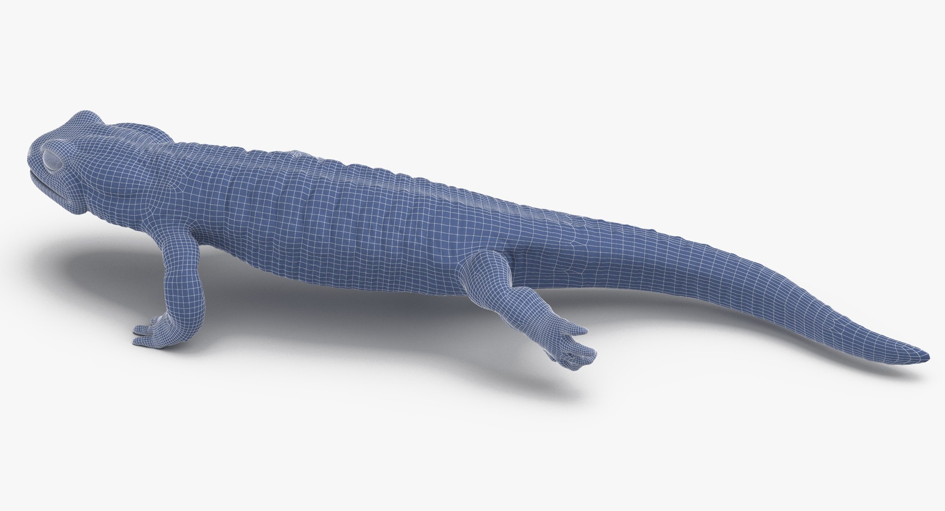 Salamander poses 3D model - TurboSquid 1391009