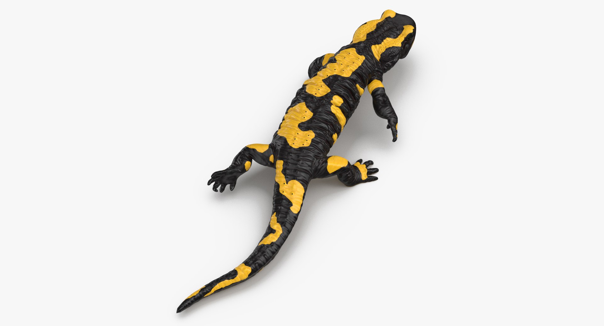 Salamander poses 3D model - TurboSquid 1391009
