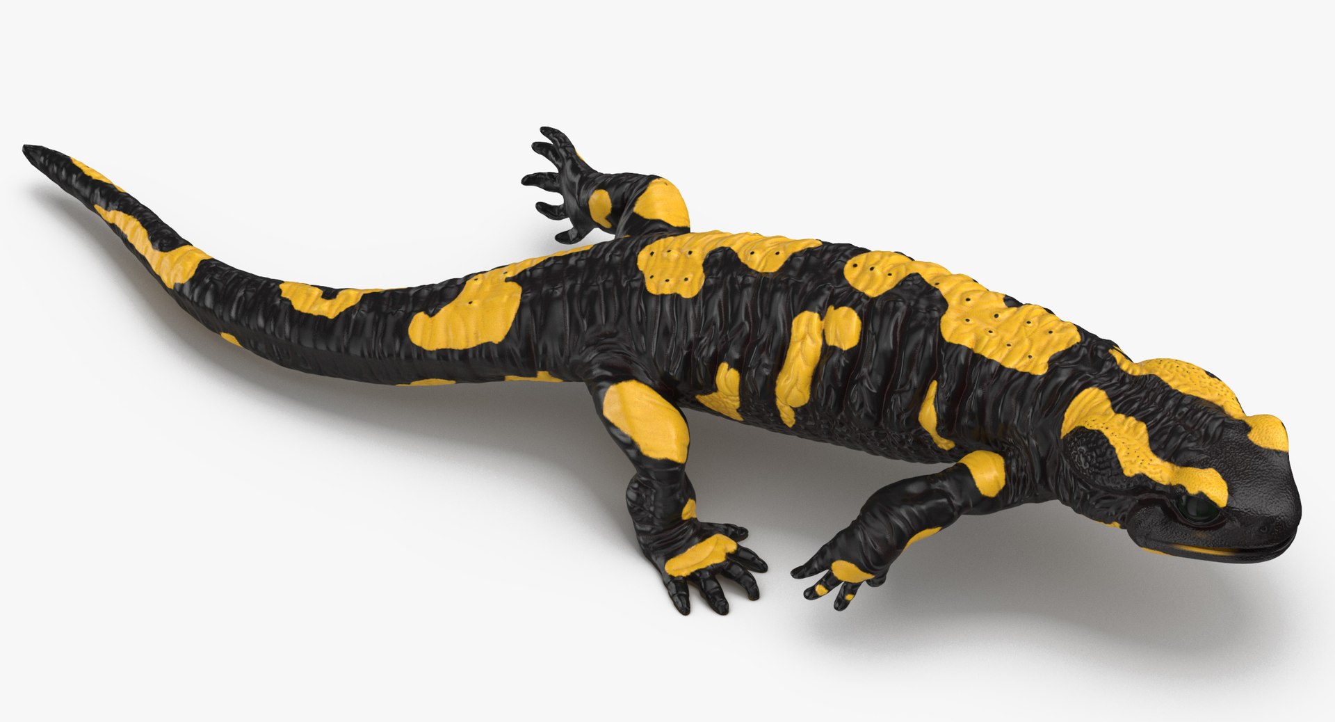 Salamander poses 3D model - TurboSquid 1391009