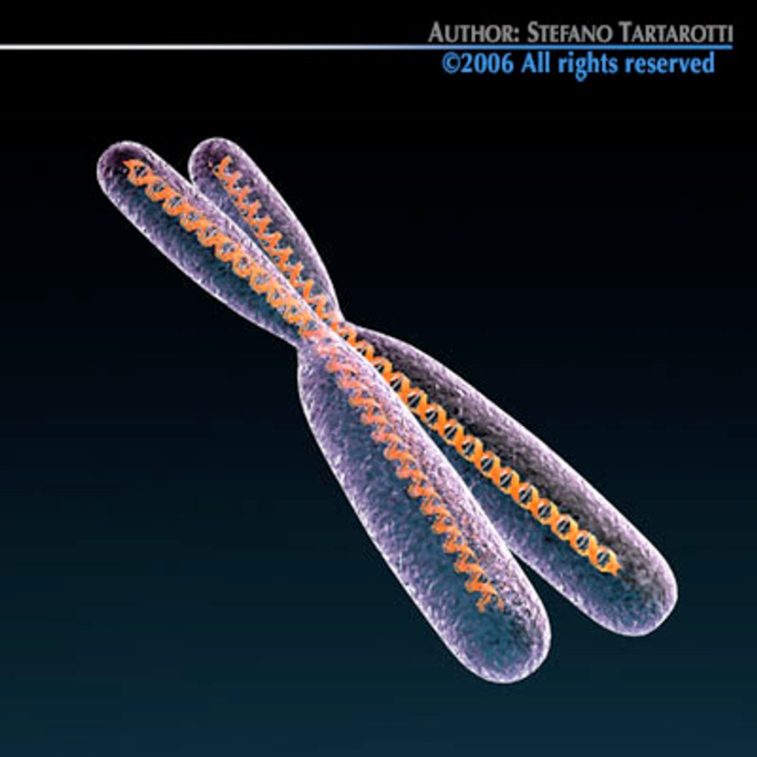 3d Model Chromosome Dna