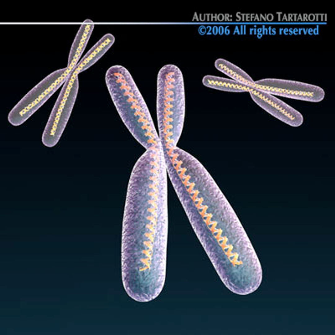 3d model chromosome dna