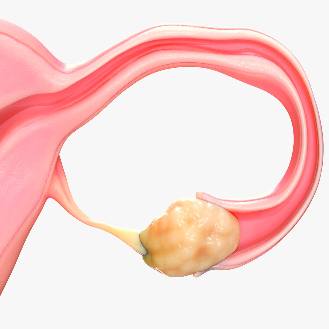 Female Reproductive System 3D Model - TurboSquid 2031690