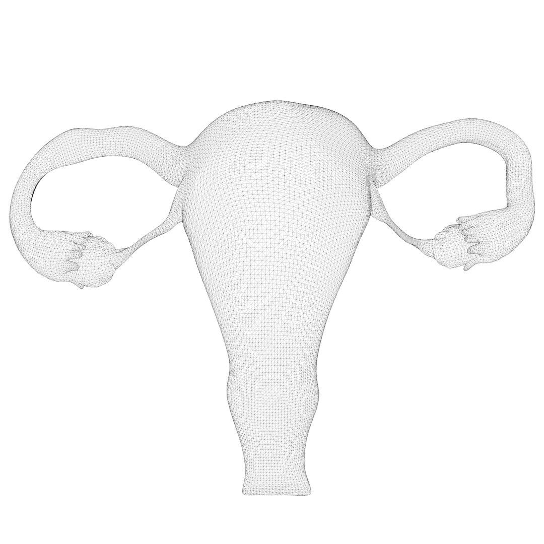 Female Reproductive System 3D Model - TurboSquid 2031690