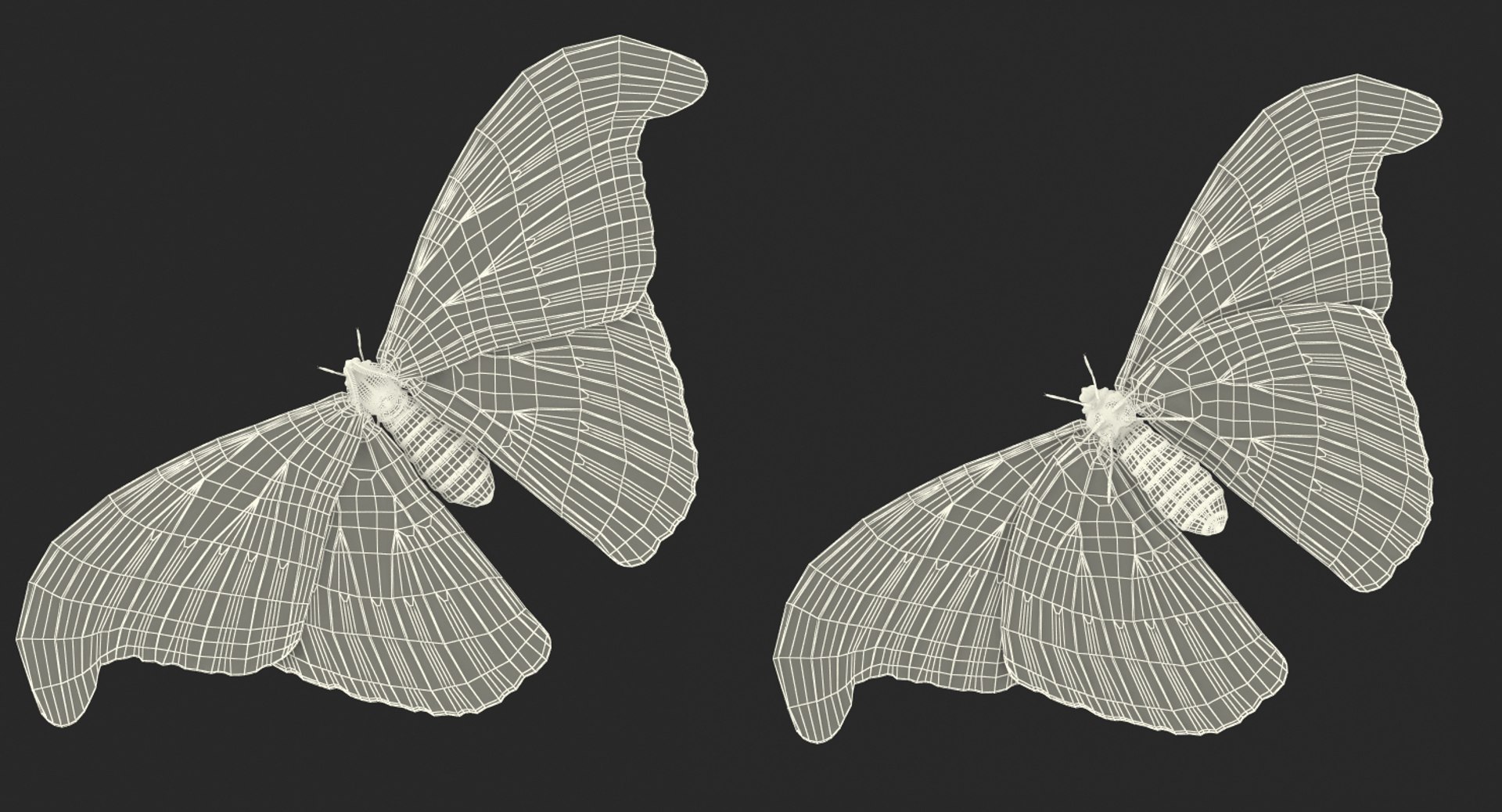 Atlas Moth 3D Model - TurboSquid 1191769