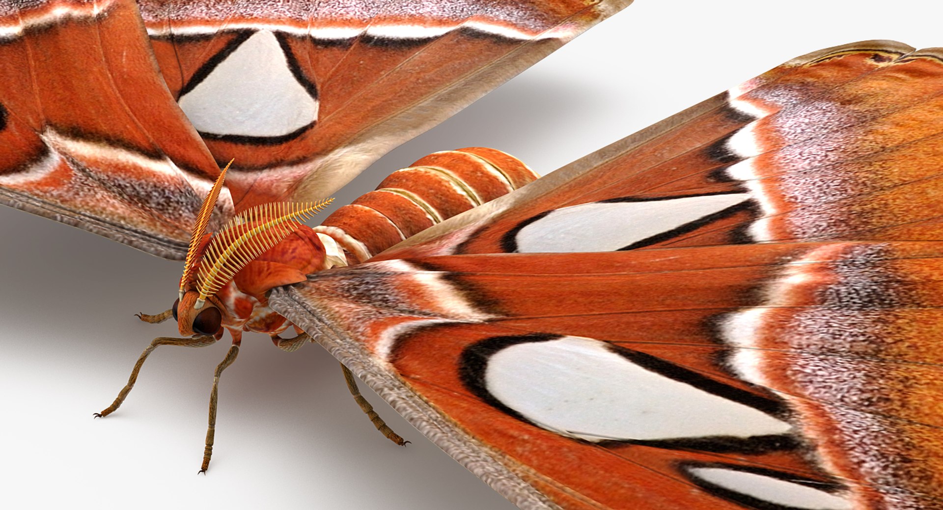 Atlas Moth 3D Model - TurboSquid 1191769