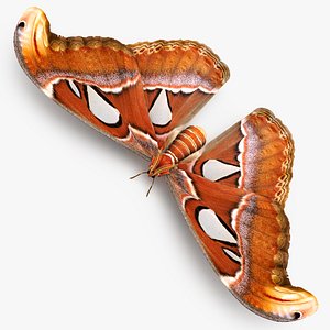 Invertebrate 3D Models for Download | TurboSquid