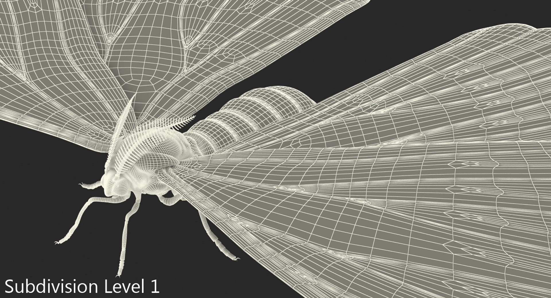 Atlas Moth 3D Model - TurboSquid 1191769