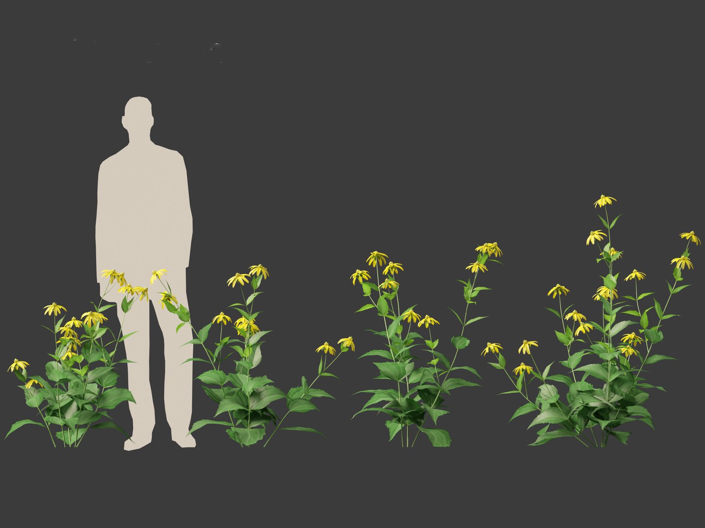 Rudbeckia Laciniata - Tall Coneflower 3D - TurboSquid 2127646
