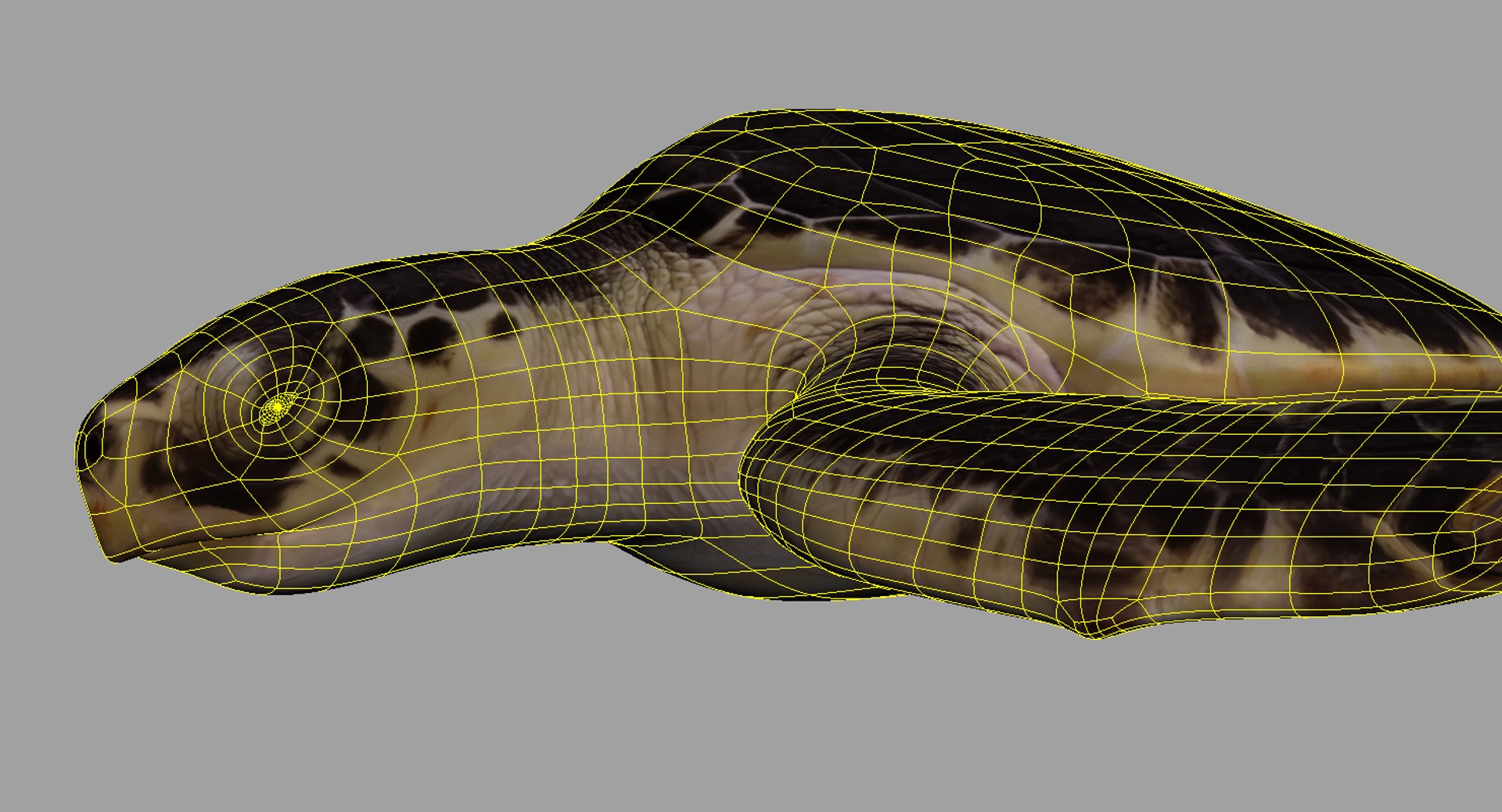 Tortoise 3D Model - TurboSquid 1561757