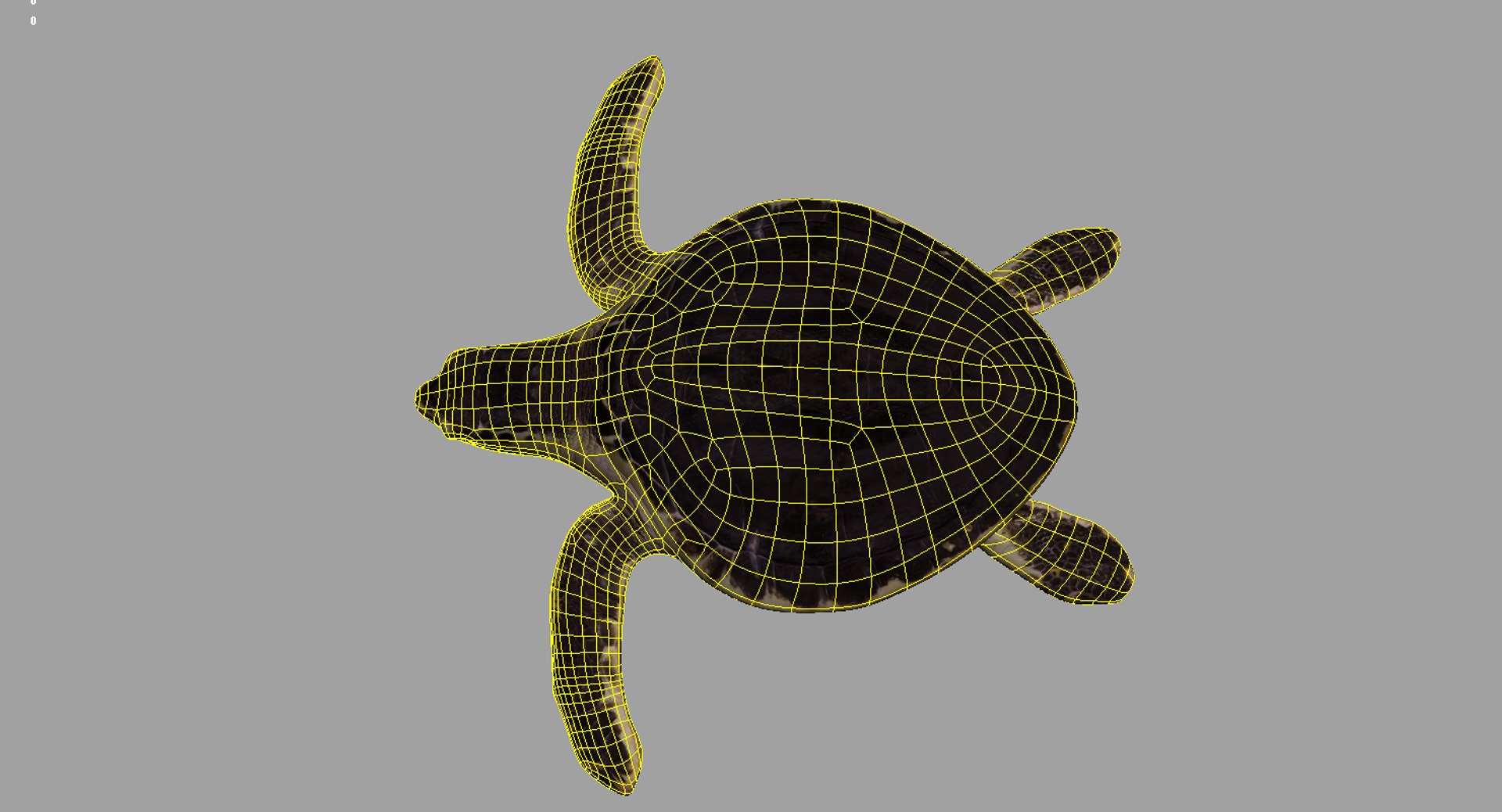 Tortoise 3D Model - TurboSquid 1561757