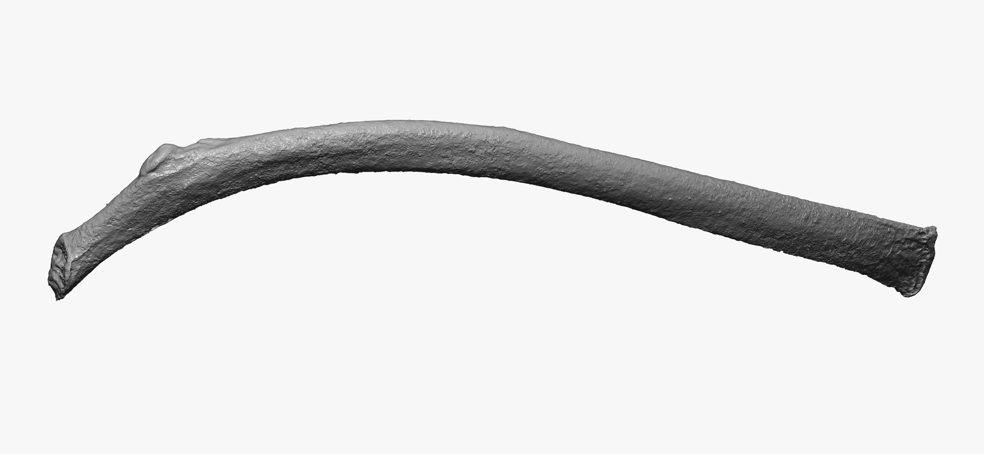 3D Kangaroo Red Necked Wallaby (Macropus Rufogriseus) Rib T11 RAW Scan ...