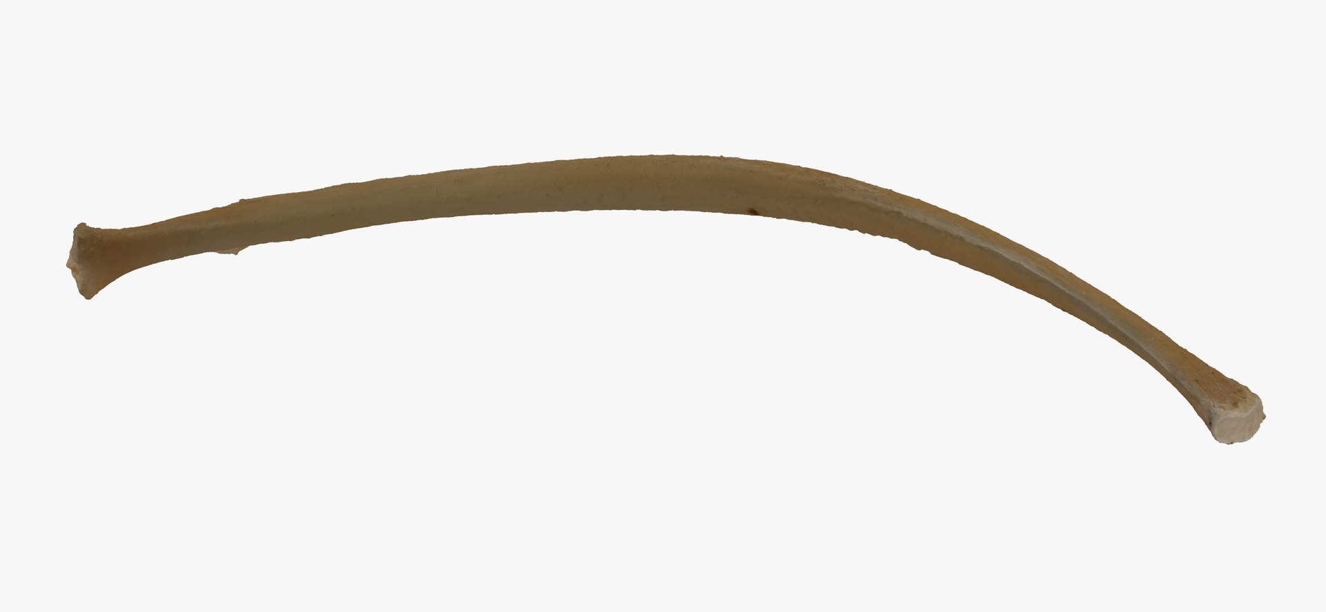 3D Kangaroo Red necked Wallaby (Macropus rufogriseus) Rib T11 RAW Scan ...