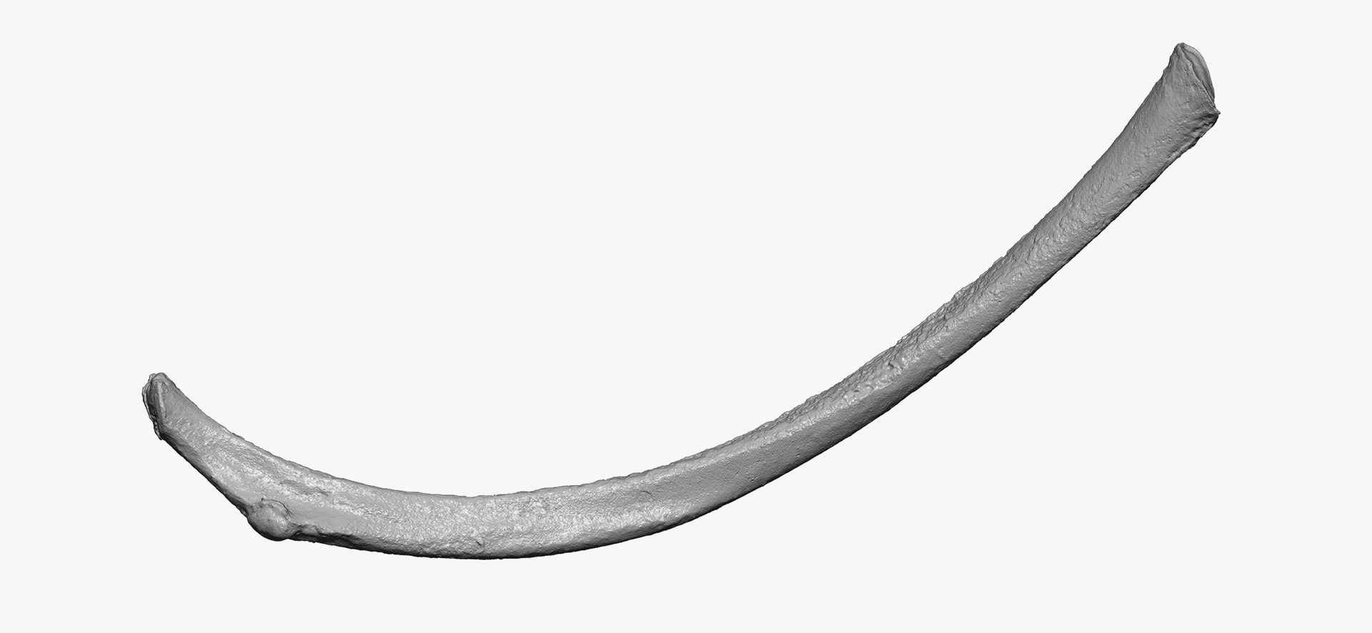 3D Kangaroo Red necked Wallaby (Macropus rufogriseus) Rib T11 RAW Scan ...