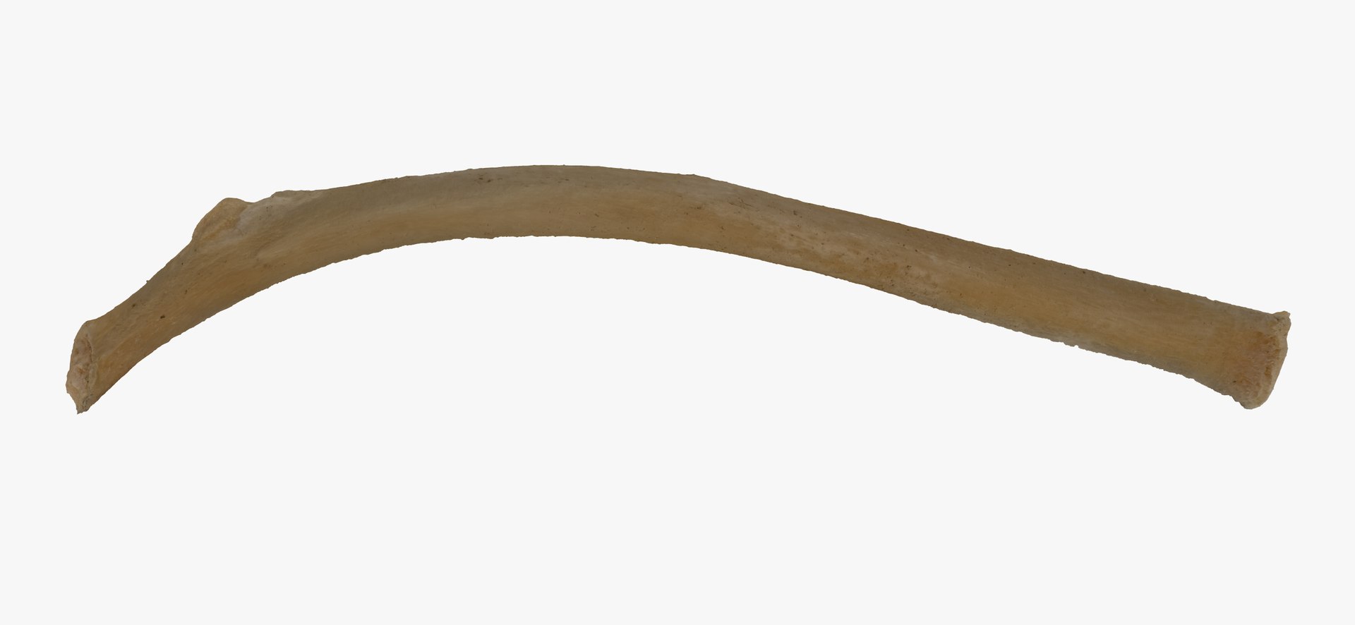 3D Kangaroo Red necked Wallaby (Macropus rufogriseus) Rib T11 RAW Scan ...